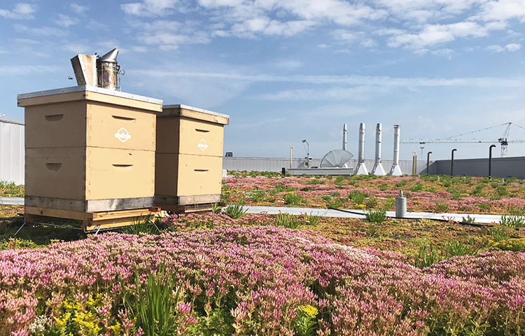How Urban Beekeeping Company Alvéole Became Essential to Commercial ...