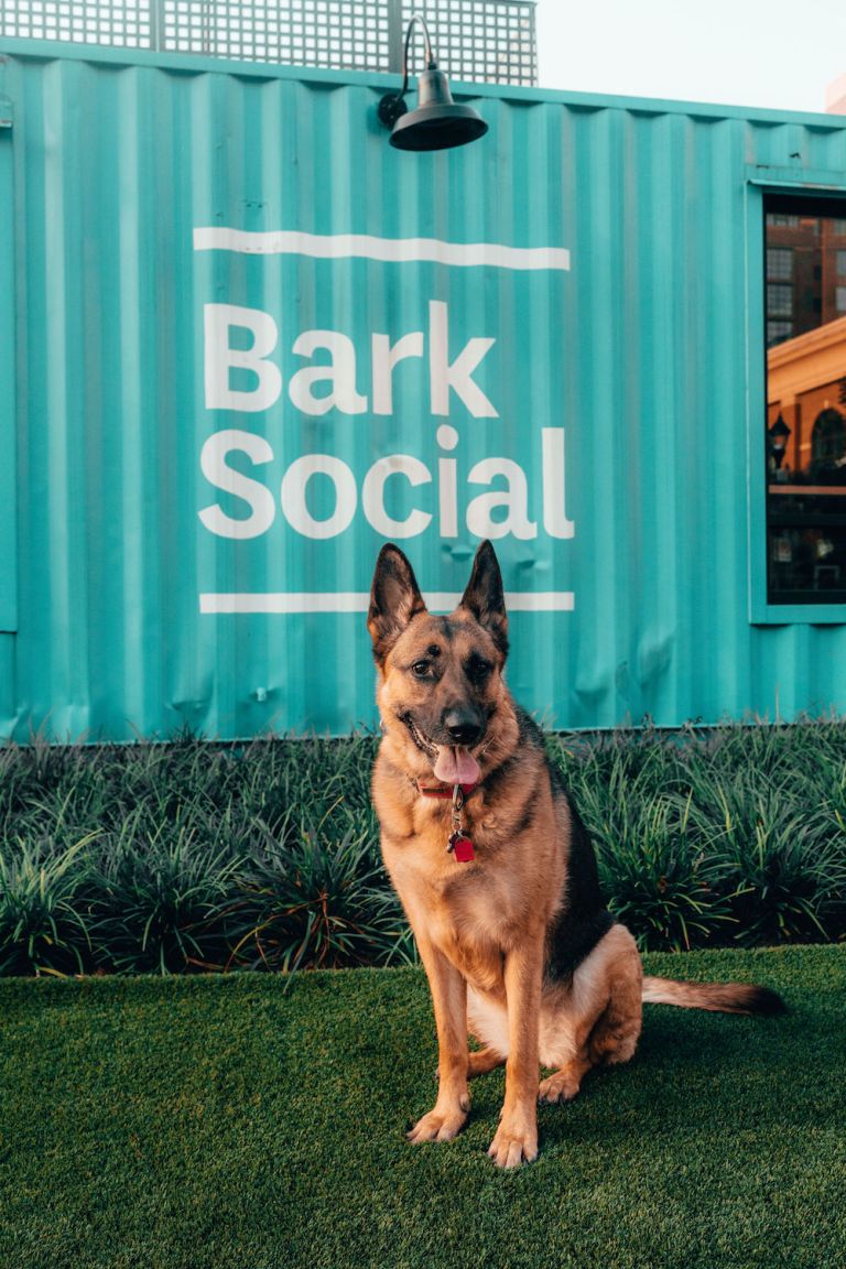 Dog-friendly Bark Social Unleashed on Merriweather District ...